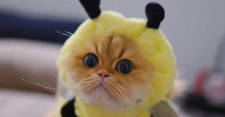 10 Halloween Costume Ideas That Are Perfect for Pets